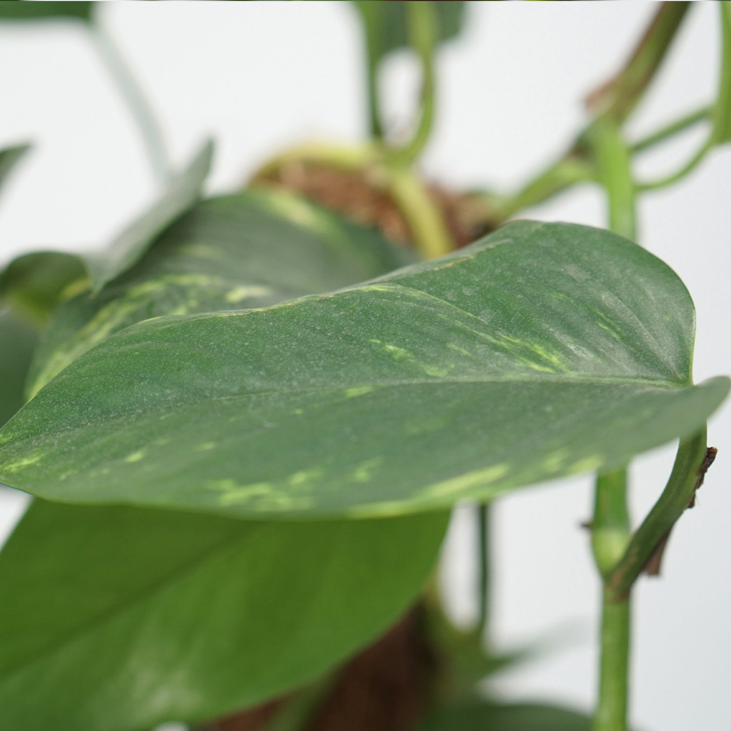 Online Epipremnum Pinn Mosstick Plant Black Pot Gift Delivery in Qatar ...